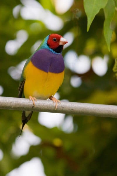 15 Eyepoppingly Colorful Animals You Won't Believe Are Real