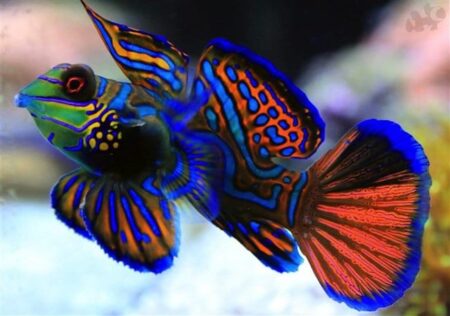 15 Eyepoppingly Colorful Animals You Won't Believe Are Real
