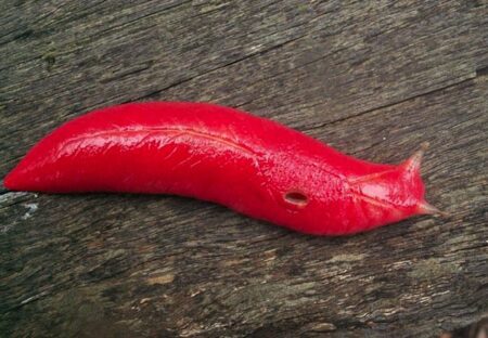 15 Eyepoppingly Colorful Animals You Won't Believe Are Real