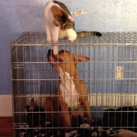 15 Animals Who Are Up To No Good - Part 1