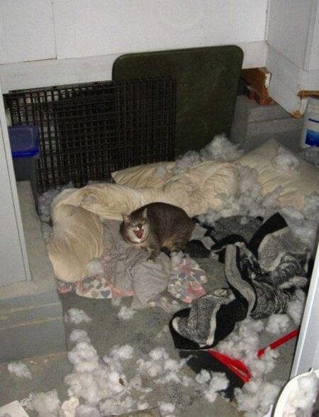 15 Animals Who Are Up To No Good - Part 1