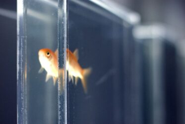 These 5 Goldfish Play A Remarkable Concert Just By Moving