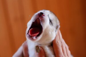 Adorable Siberian Husky Pups