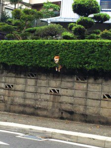 This Happy Shiba Inu Enjoys The View After Getting Stuck In A Bush