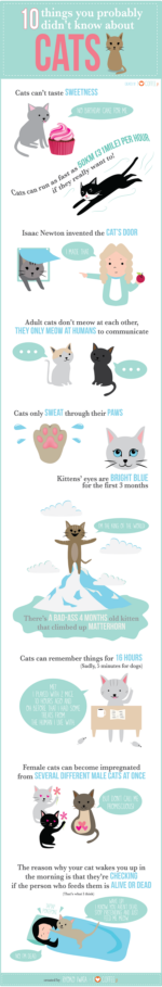 10 Things You Might Not Know About Cats