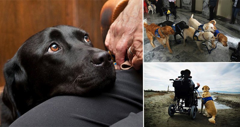 Courtroom Dogs Make Testifying Easier