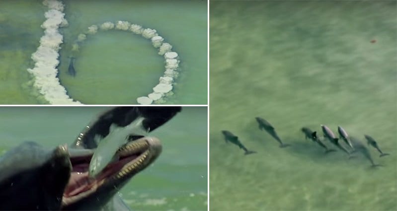 What This Dolphin Does To Capture Food Will Make Your Jaw Drop