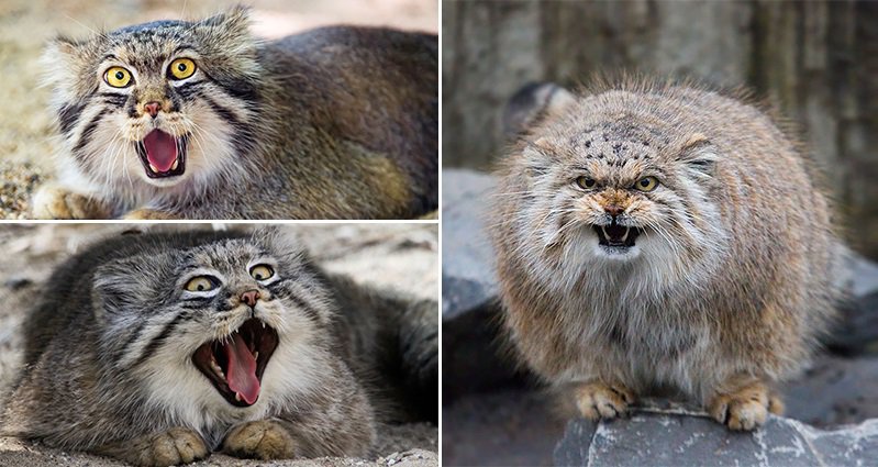 These Wild Manul Cats Are The Most Expressive Felines You'll Ever See