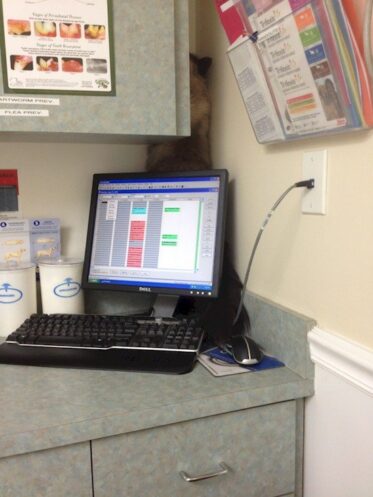 16 Funny Photos Of Cats Who Think They're Hiding From The Vet