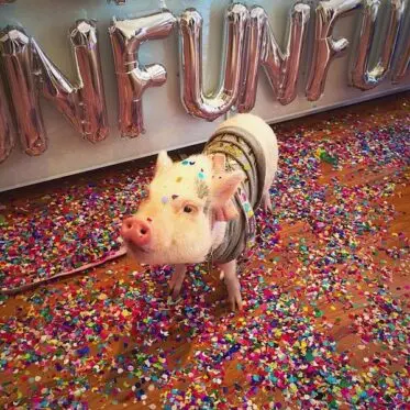 Meet 'Hamlet' The Adorable Life-Saving Pig