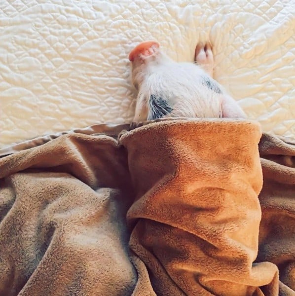 Meet 'Hamlet' The Adorable Life-Saving Pig