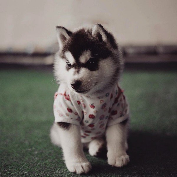 Cute Images Of Huskies Wearing Clothes