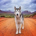 Meet 'Loki' The Giant Happy Wolfdog Who Loves Epic Outdoor Adventures