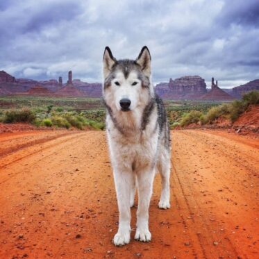 Meet 'Loki' The Giant Happy Wolfdog Who Loves Epic Outdoor Adventures