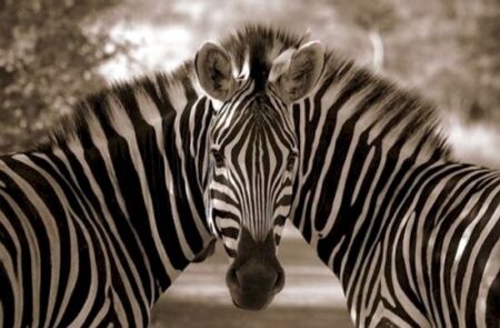 18 Crazy Photos You Won't Believe Are Completely Real