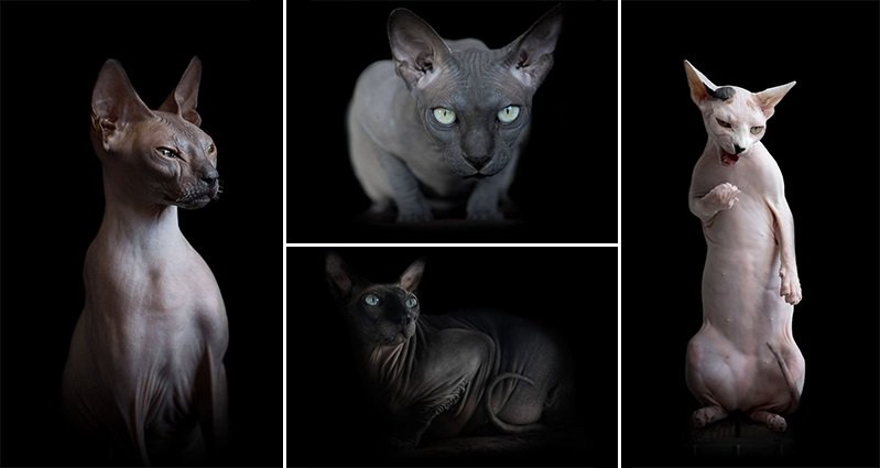 These Photographs Of Hairless Sphynx Cats Perfectly Showcase Their ...