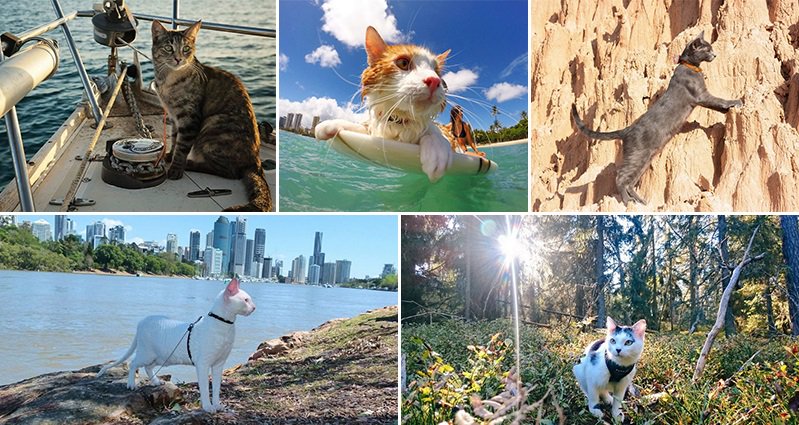 These 'Adventure Cats' Make Full Use Of Their 9 Lives By Having ...