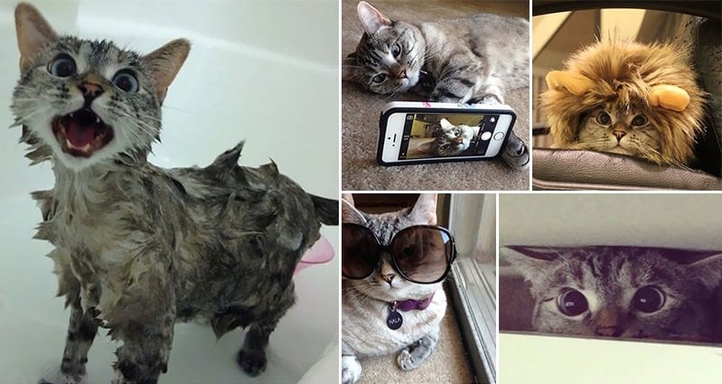 Meet 'Nala' Instagram's Most Popular And Adorable Cat