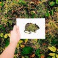Nikolai Tolstyh's Paper Silhouettes Are Colored By Nature