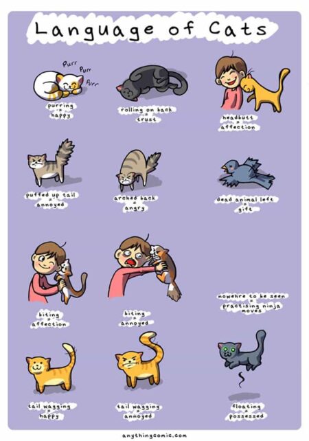 15 Hilarious Illustrations Showing What It's Like To Live With Cats