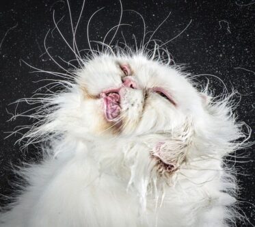 Carli Davidson's Hilarious Images Of Cats Shaking Their Heads Will Make ...