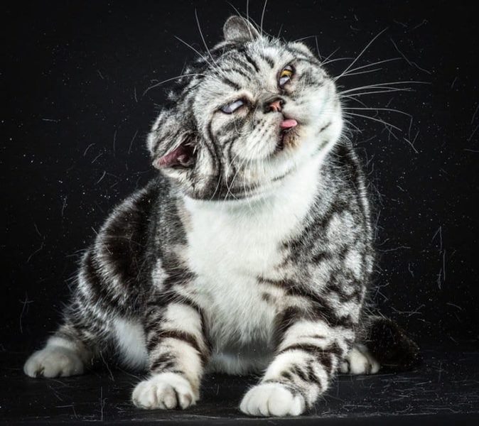 Carli Davidson's Hilarious Images Of Cats Shaking Their Heads Will Make ...