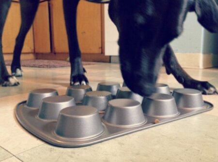 16 Awesome DIY Dog Accessory Ideas You And Your Pooch Will Love