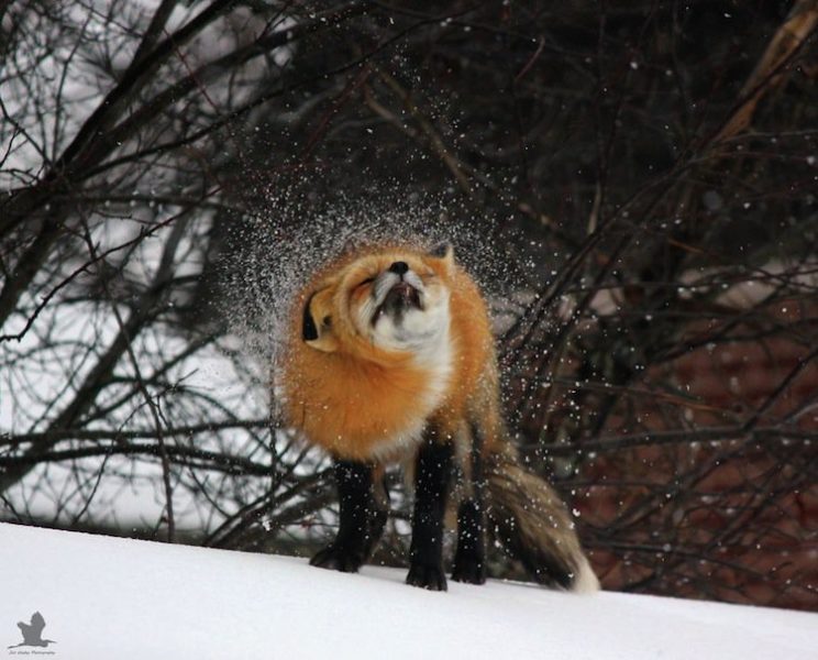 Jon Wedge Captured These Amazing Images Of Foxes In His Backyard