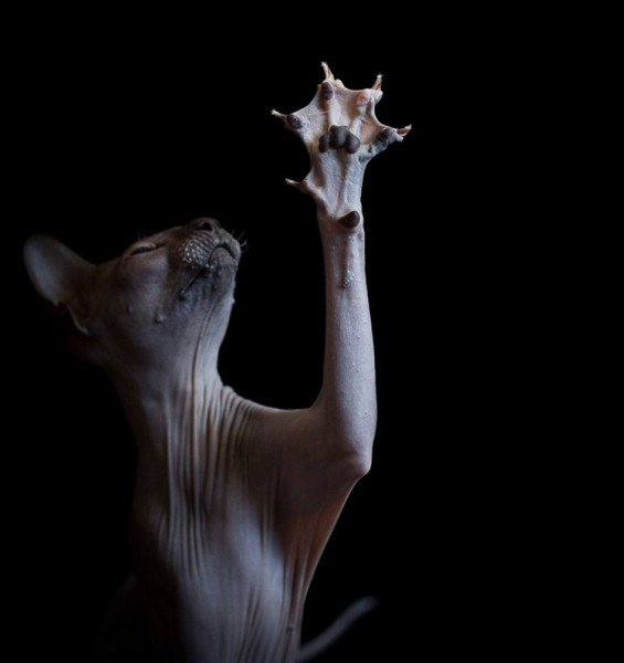 These Photographs Of Hairless Sphynx Cats Perfectly Showcase Their ...