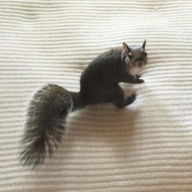 Meet 'Jill' The Cute-As-Pie Squirrel Rescued After A Hurricane