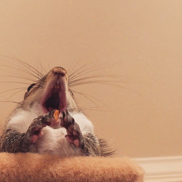 Meet 'Jill' The Cute-As-Pie Squirrel Rescued After A Hurricane