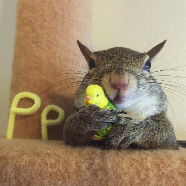 Meet 'Jill' The Cute-As-Pie Squirrel Rescued After A Hurricane
