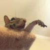 Meet 'Jill' The Cute-As-Pie Squirrel Rescued After A Hurricane