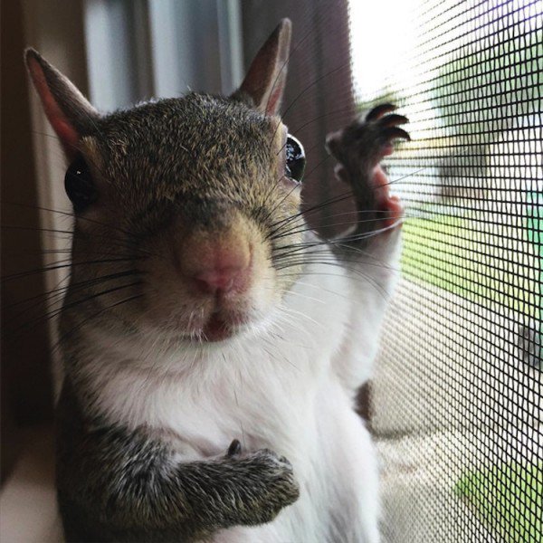 Meet 'Jill' The Cute-As-Pie Squirrel Rescued After A Hurricane