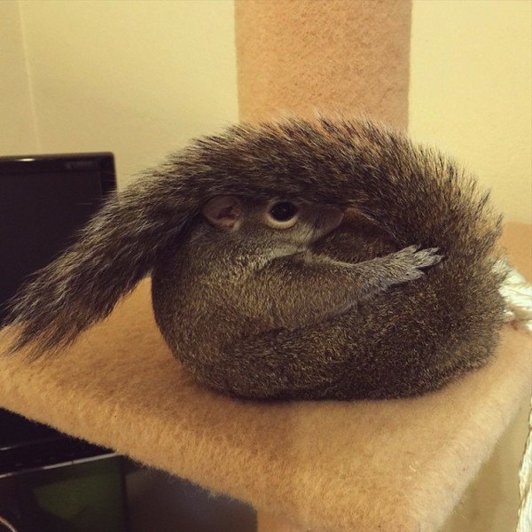 Meet 'Jill' The Cute-As-Pie Squirrel Rescued After A Hurricane