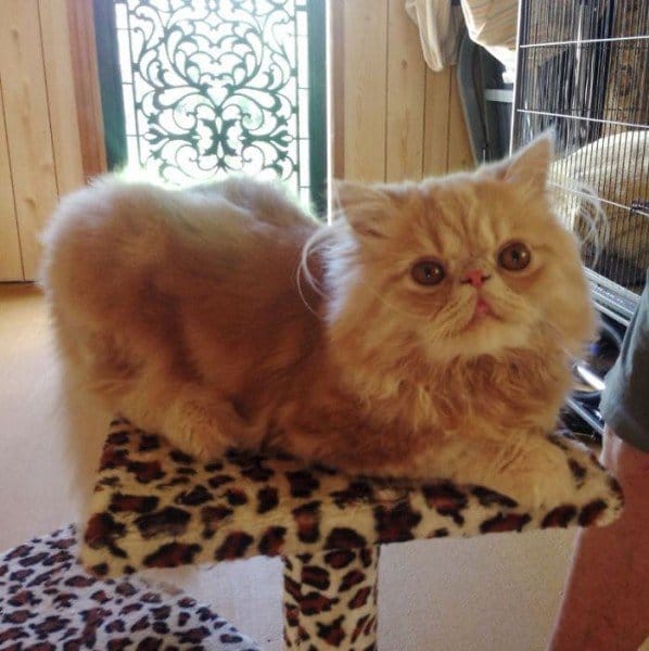 Meet 'Winston' The Feline With The Funny Tongue