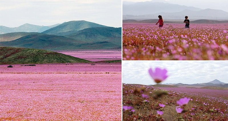 The World's Driest Desert Bloomed In Spectacular Color After Heavy Rain