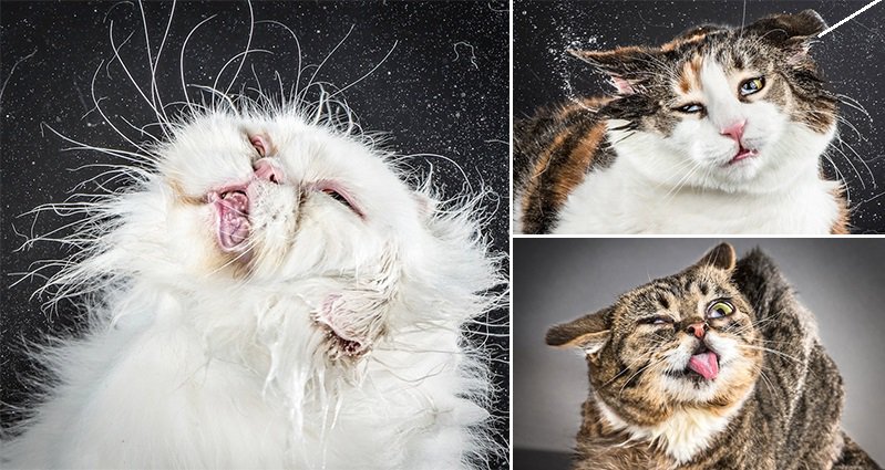 Carli Davidson's Hilarious Images Of Cats Shaking Their Heads Will Make ...