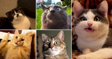 These 11 Confused-Looking Cats Will Make You Smile