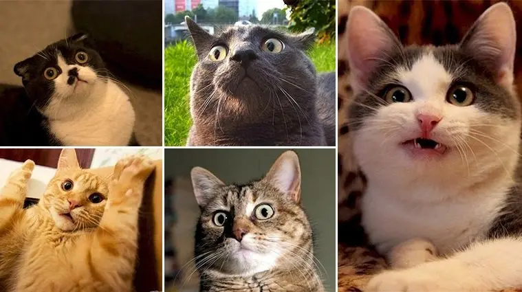 These 11 Confused-Looking Cats Will Make You Smile
