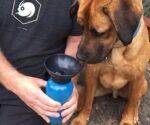 Dog Travel Mug