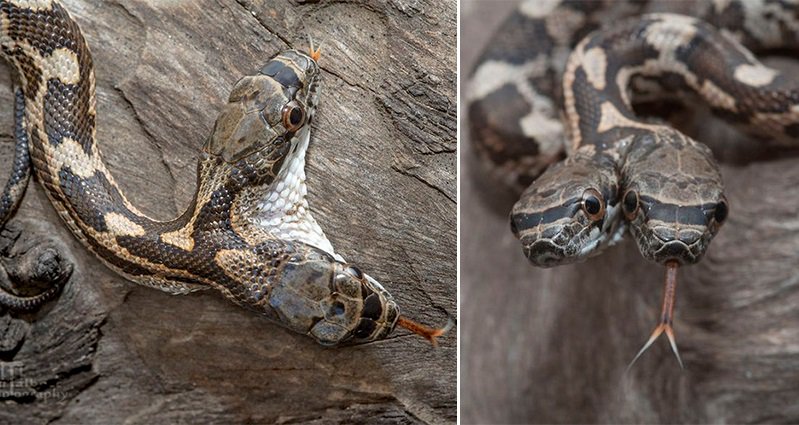 Photographer Captures Incredible Images Of A Baby Snake With Two Heads