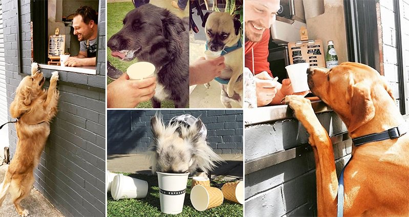 The 'Puppacino' Is The Newest Craze For Dogs In Australia