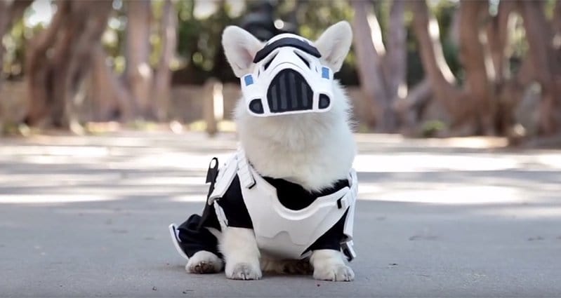 This Adorable Corgi Looks Awesome In Stormtrooper Gear