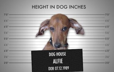 16 Mugshots Of Adorable Animals Gone Bad