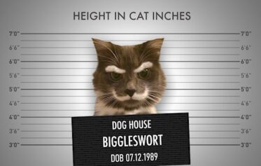 16 Mugshots Of Adorable Animals Gone Bad