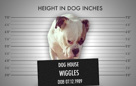 16 Mugshots Of Adorable Animals Gone Bad