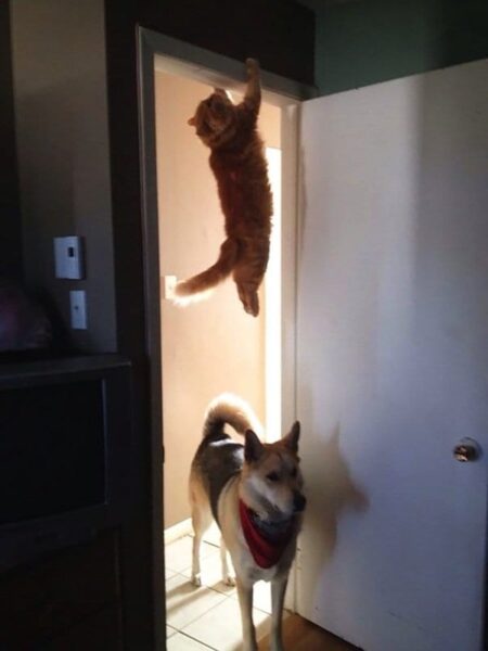 15 Hilarious Times That Cats Have Had Epic Fails