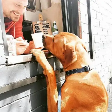 The 'Puppacino' Is The Newest Craze For Dogs In Australia