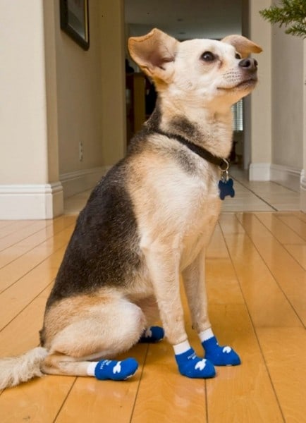 14 Cute Sock-Wearing Dogs You'll Want To Hug